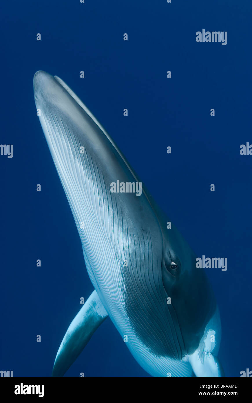 Zwerg Zwergwal {Balaenoptera Acutorostrata} Porträt, Queensland ...