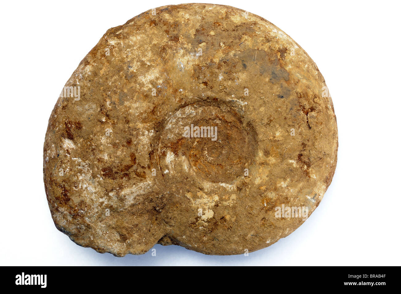 Versteinerter ammonit -Fotos und -Bildmaterial in hoher Auflösung – Alamy