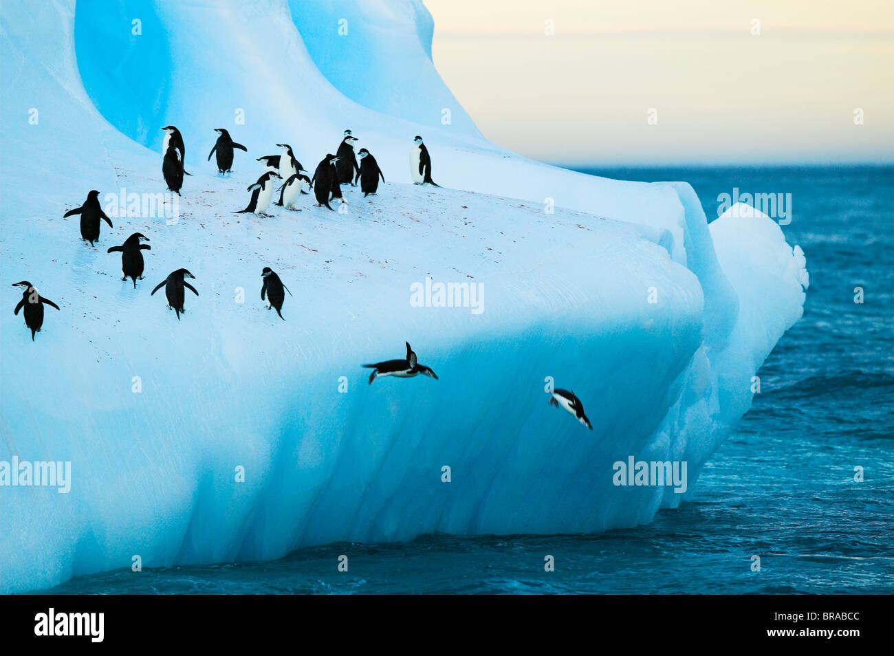 Pinguine springen auf eis -Fotos und -Bildmaterial in hoher Auflösung ...