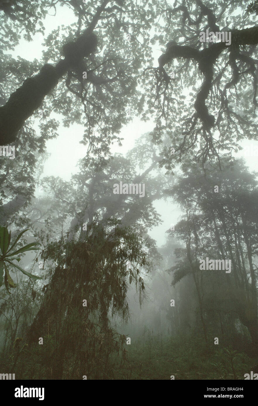 Gorilla lebensraum -Fotos und -Bildmaterial in hoher Auflösung – Alamy