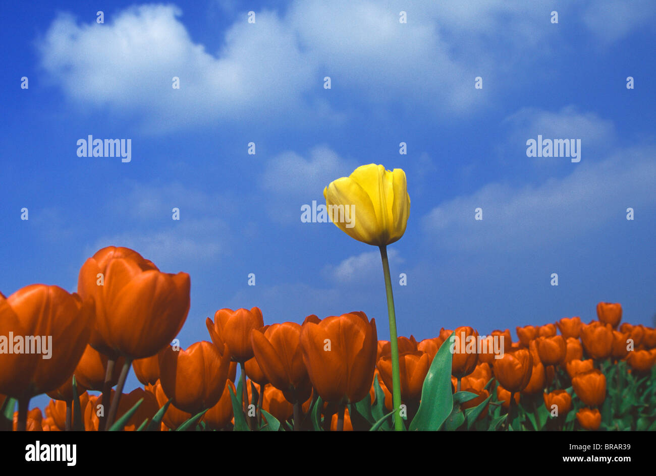 Gelbe Tulpe Rot Stockfotos und -bilder Kaufen - Alamy