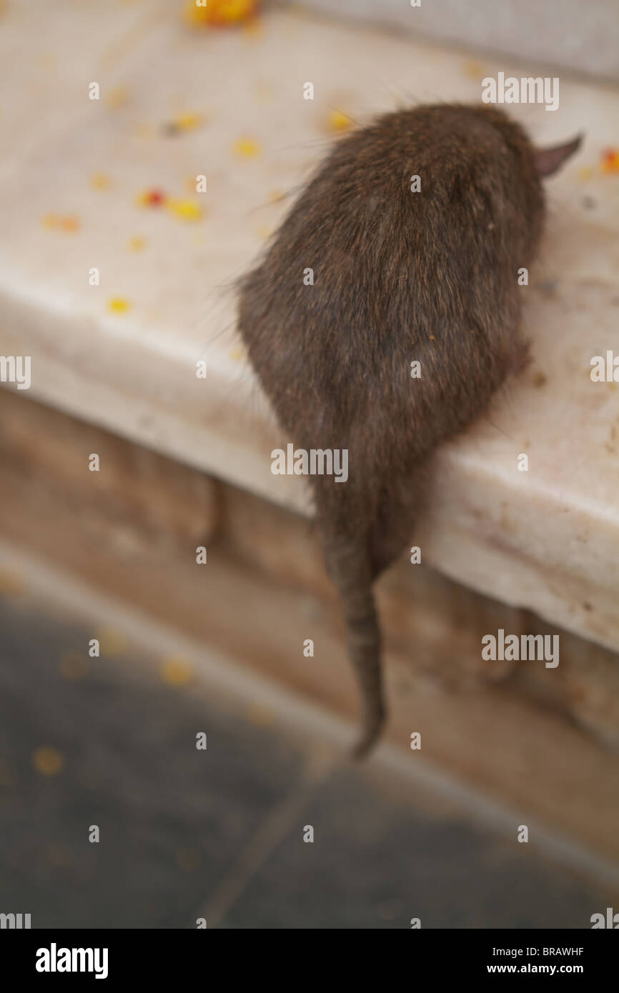 Rattentempel im karni mata tempel -Fotos und -Bildmaterial in hoher ...