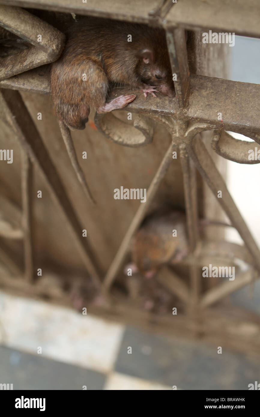 Rattentempel im karni mata tempel -Fotos und -Bildmaterial in hoher ...