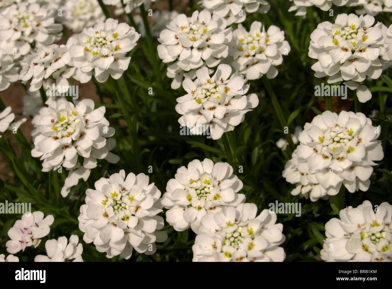 Iberis sempervirens -Fotos und -Bildmaterial in hoher Auflösung – Alamy