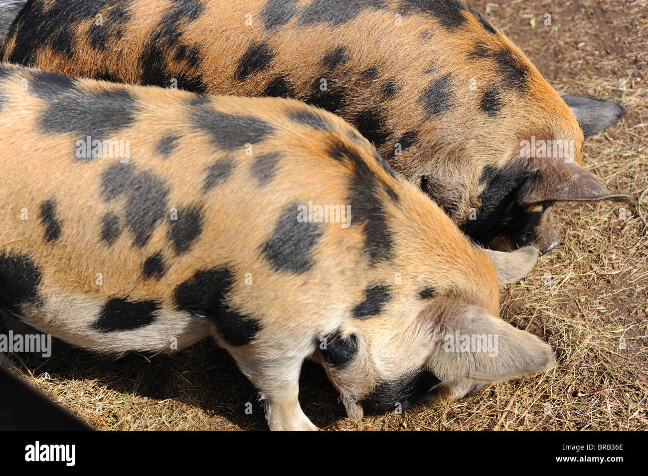 Kune Kune Schweine bei Kinder Schrank im Londoner Zoo Stockfotografie ...