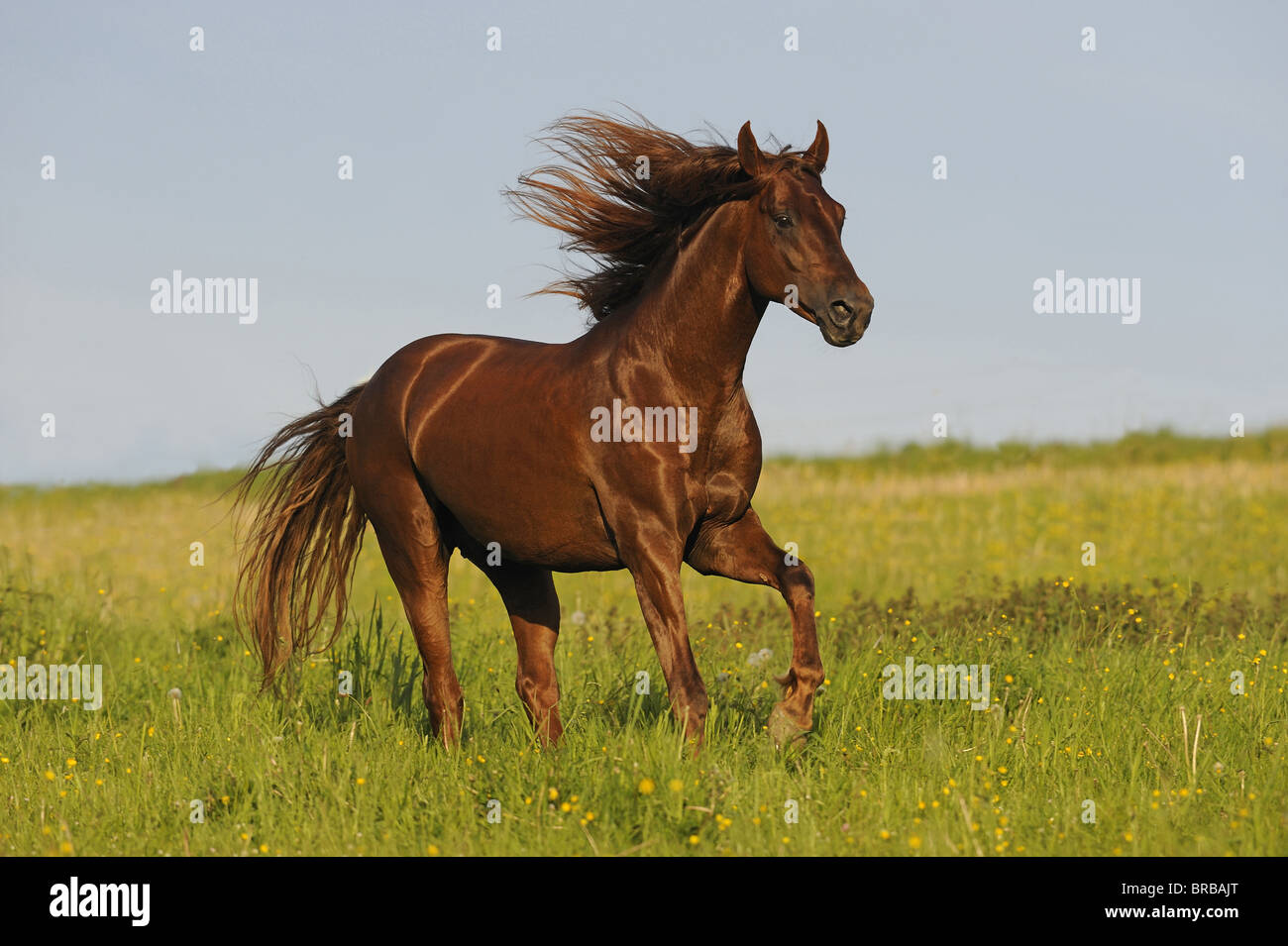 American Saddlebred Horse Stockfotos und -bilder Kaufen - Alamy