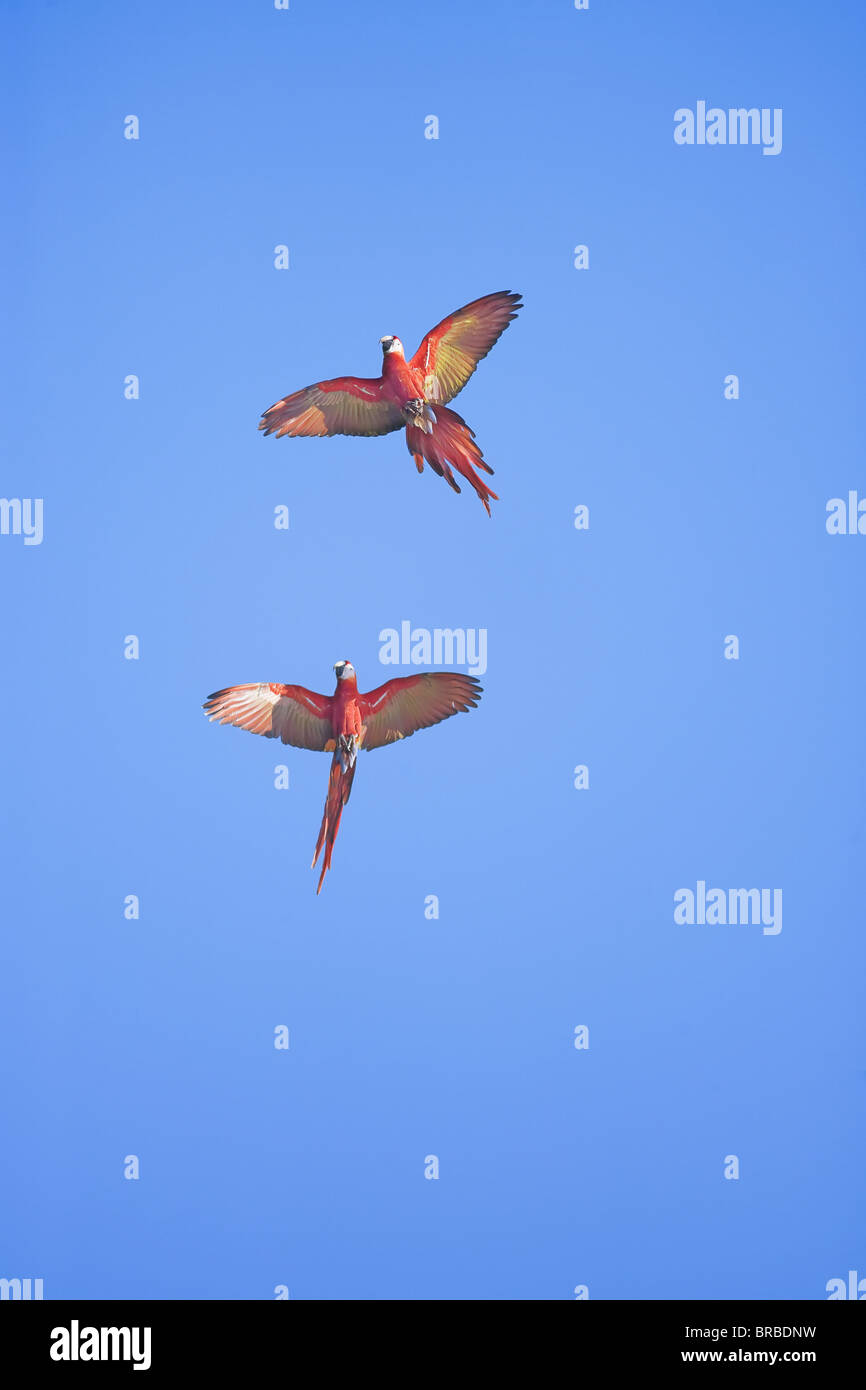 Rote Aras (Ara Macao) im Flug, Corcovado Nationalpark, Osa Halbinsel ...
