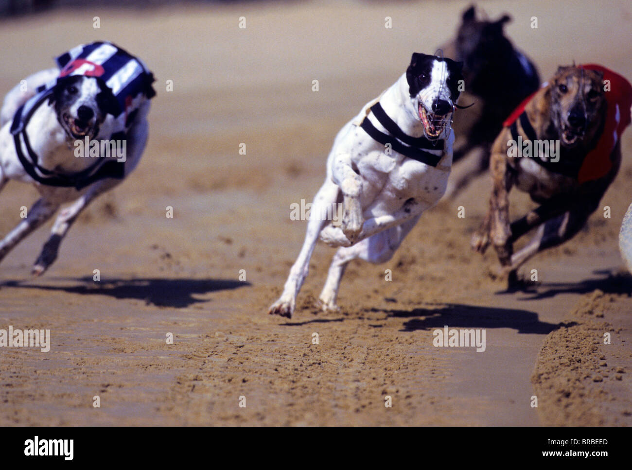 Laufende windhunde -Fotos und -Bildmaterial in hoher Auflösung – Alamy