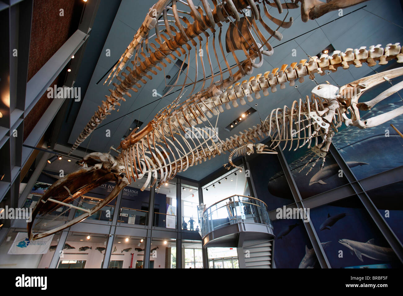 Knochen und skelette -Fotos und -Bildmaterial in hoher Auflösung – Alamy
