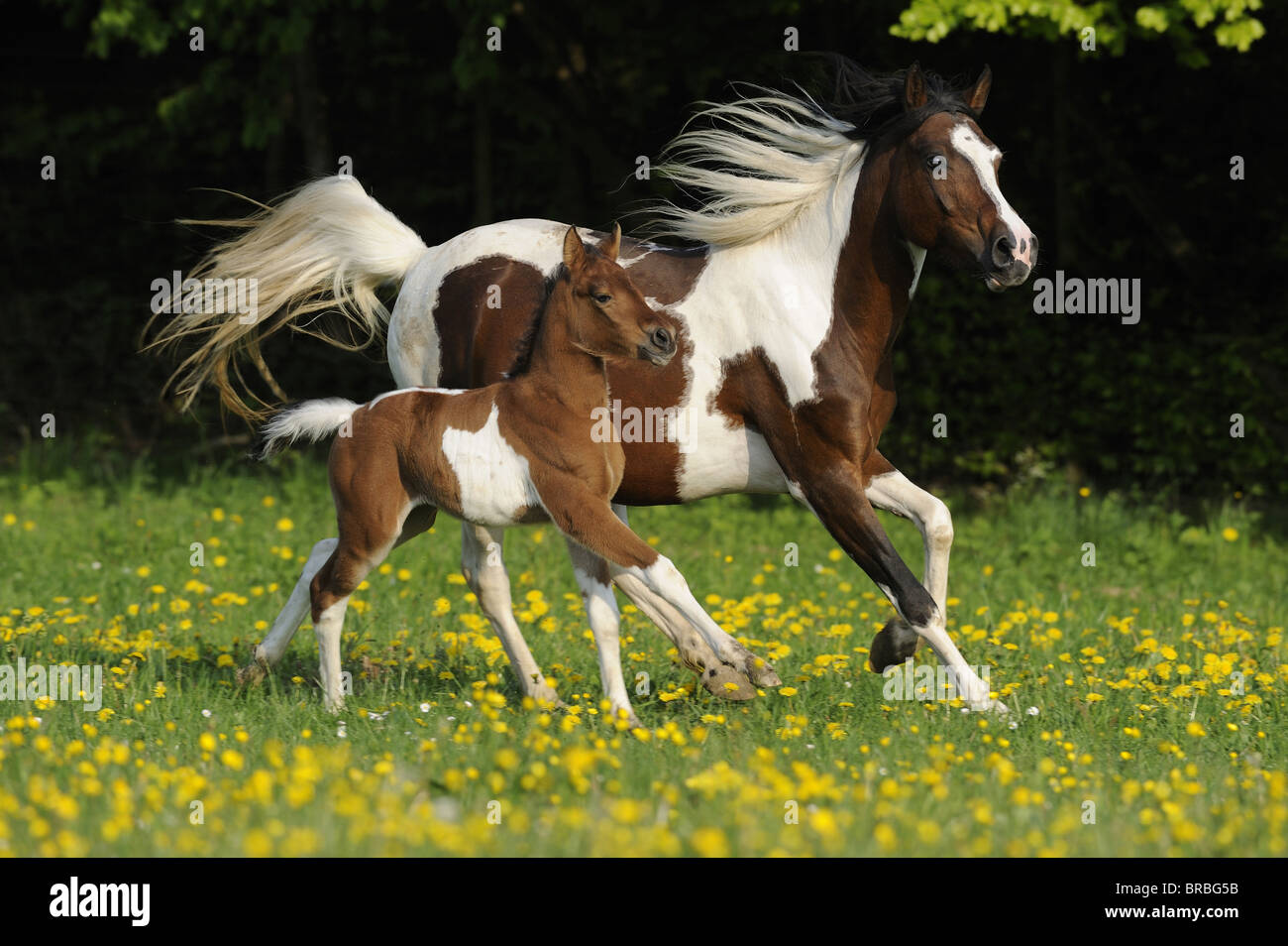 Stute mit fohlen auf einer wiese -Fotos und -Bildmaterial in hoher ...