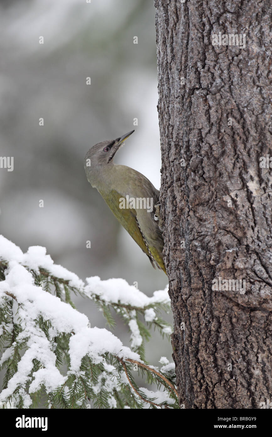 Grauspecht, Picus Canus, Svartadalen, Mittelschweden Stockfotografie ...