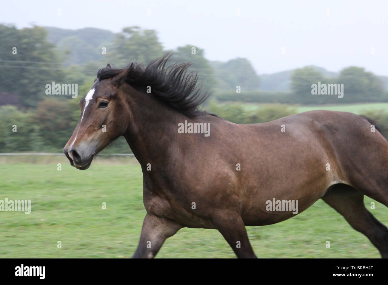 Pferd ponys pony galopp galoppierenden galopp galoppieren -Fotos und -Bildmaterial in hoher ...