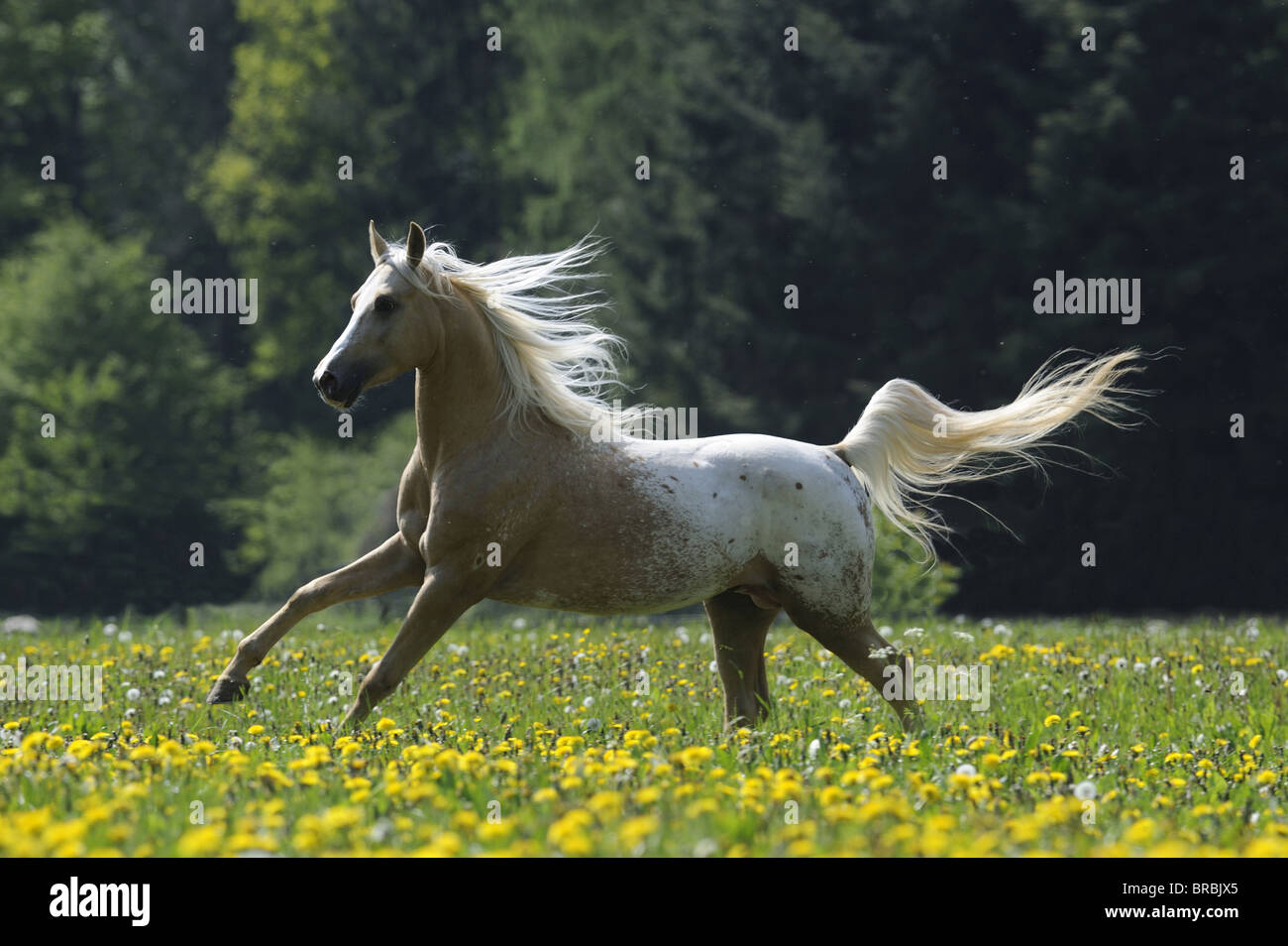 Galopp galoppieren -Fotos und -Bildmaterial in hoher Auflösung – Alamy