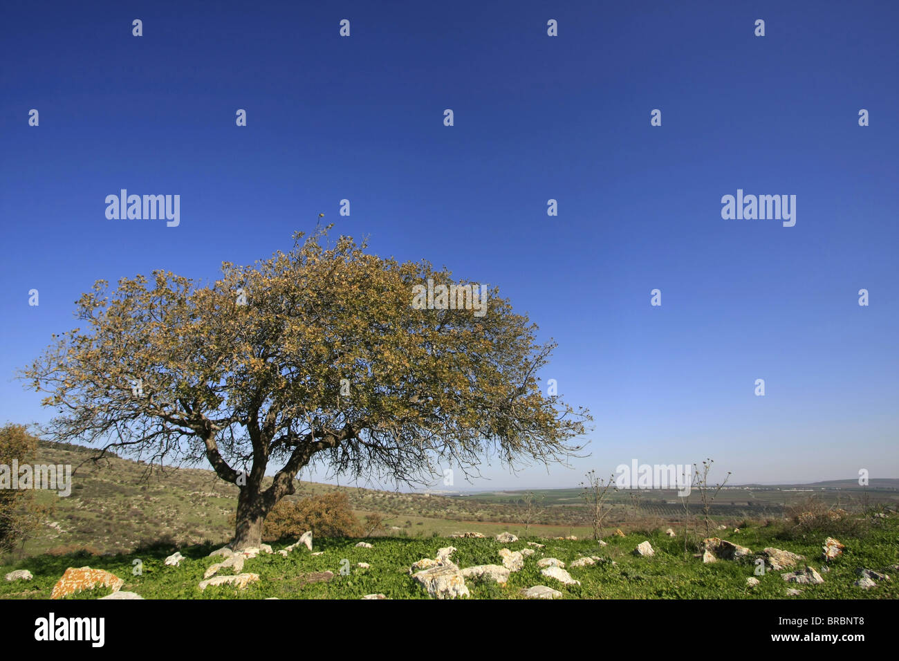 Wette keshet -Fotos und -Bildmaterial in hoher Auflösung – Alamy