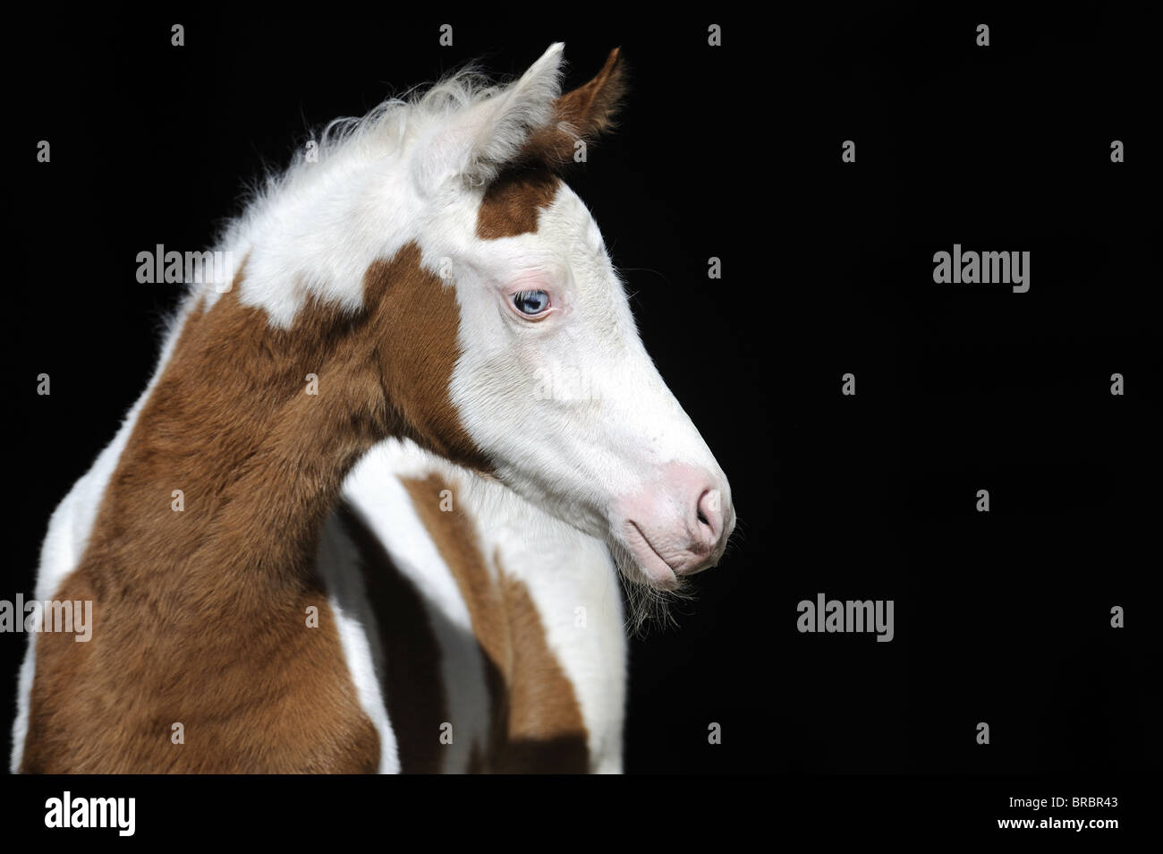 Arabische Pinto-Pferd (Equus Ferus Caballus), Portrait eines Fohlens ...
