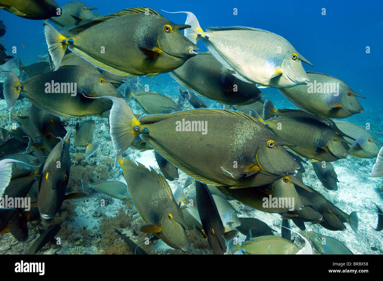 Einhorn des meeres -Fotos und -Bildmaterial in hoher Auflösung – Alamy
