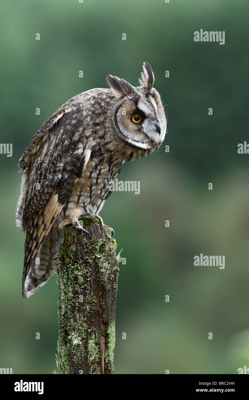 Zaun sitzende eule -Fotos und -Bildmaterial in hoher Auflösung – Alamy