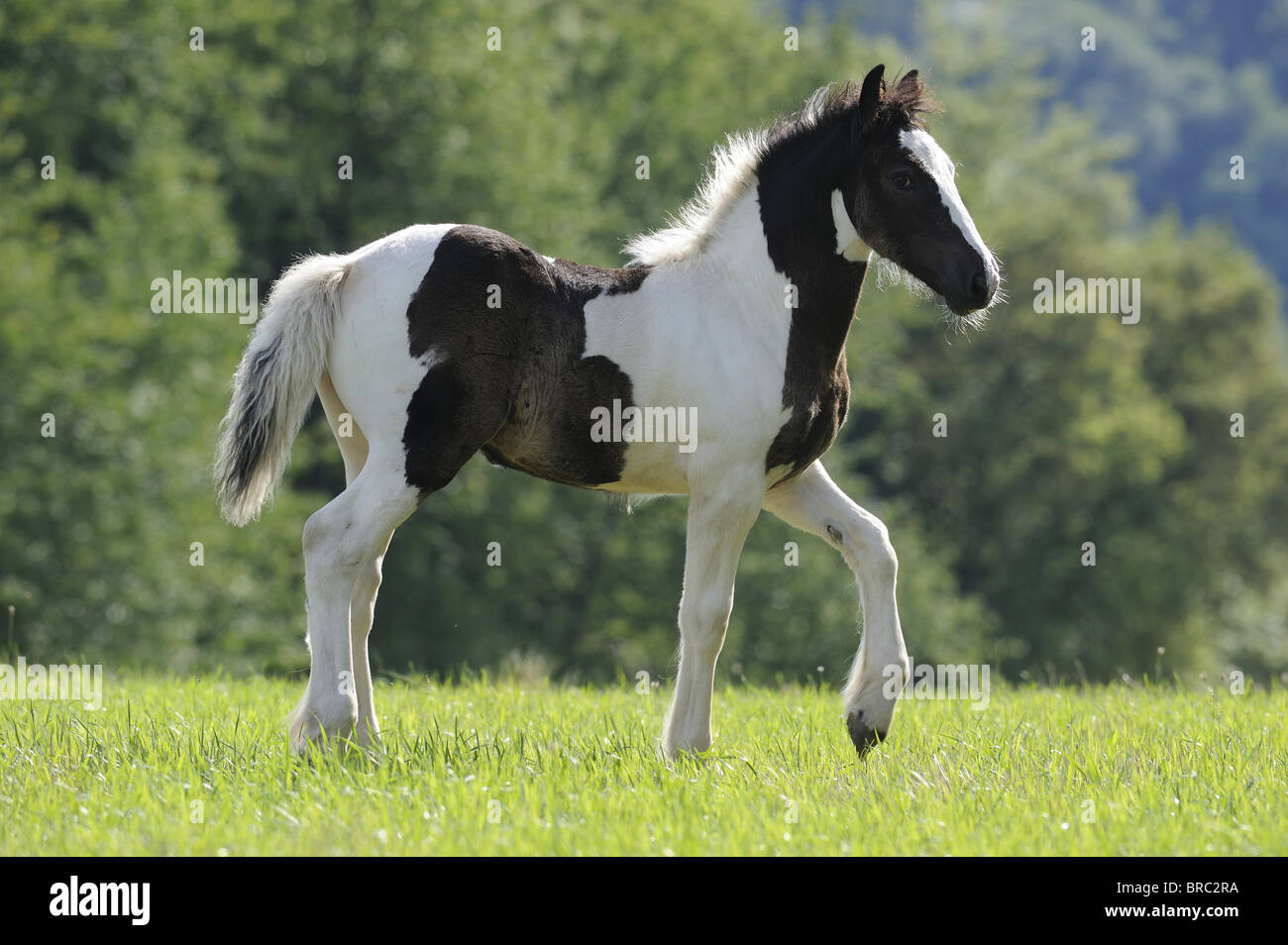 Irish Tinker Pferd Stockfotos und -bilder Kaufen - Alamy