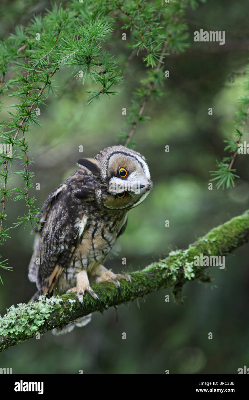 Lange eared Eule (Asio Otus) in Lärche Baum Kopf drehen Stockfotografie ...