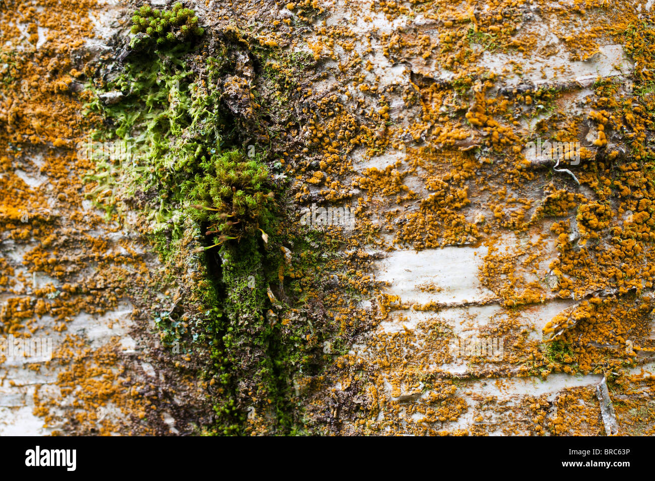 Flechte die rinde -Fotos und -Bildmaterial in hoher Auflösung – Alamy