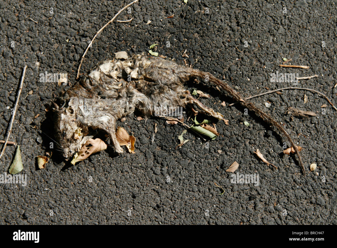 Tote ratte -Fotos und -Bildmaterial in hoher Auflösung – Alamy