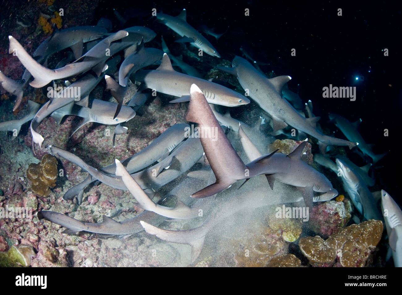 Weißspitzen-Riffhaie, Triaenodon Obesus, jagen in der Nacht ...