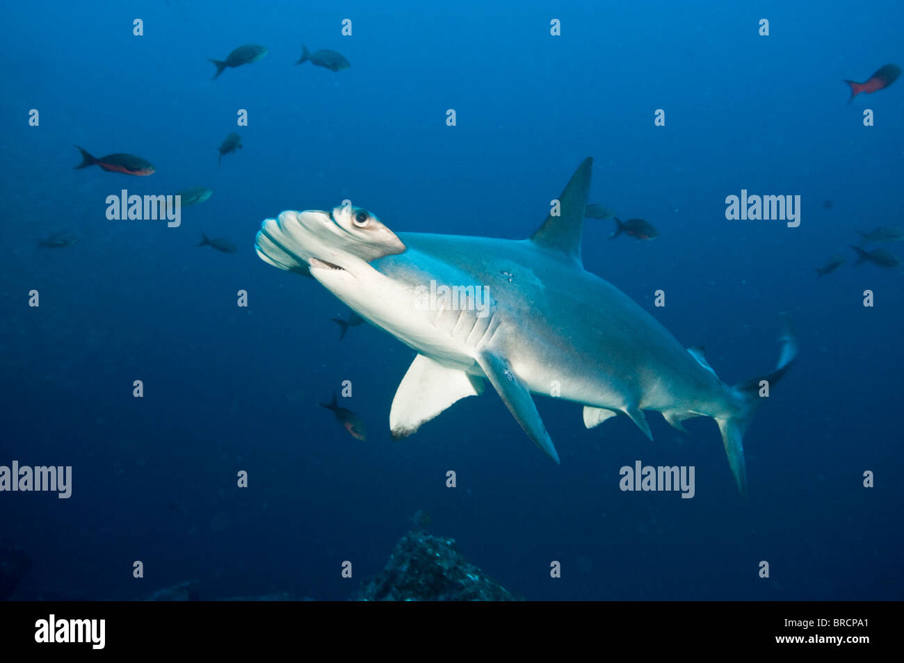 Schwimmender hammerhai -Fotos und -Bildmaterial in hoher Auflösung – Alamy