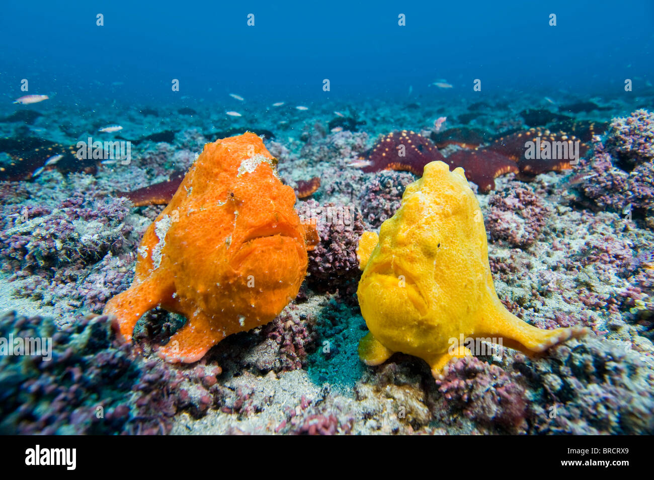 Tiefsee Anglerfisch Stockfotos und -bilder Kaufen - Alamy