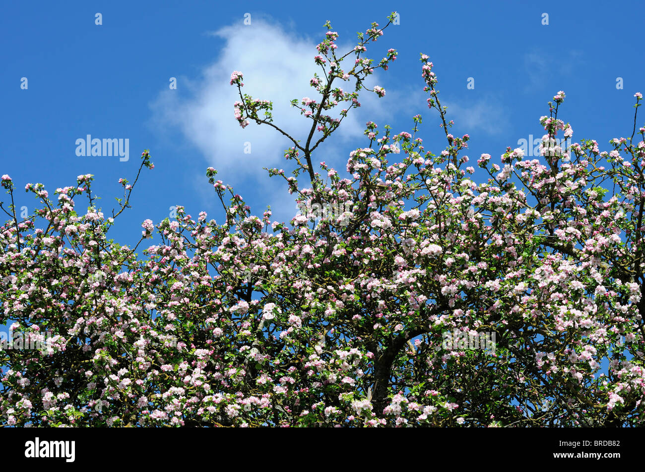 Apfelbaum in voller Blüte rosa Blüte Blumen Blau Himmel Frühling Malus ...