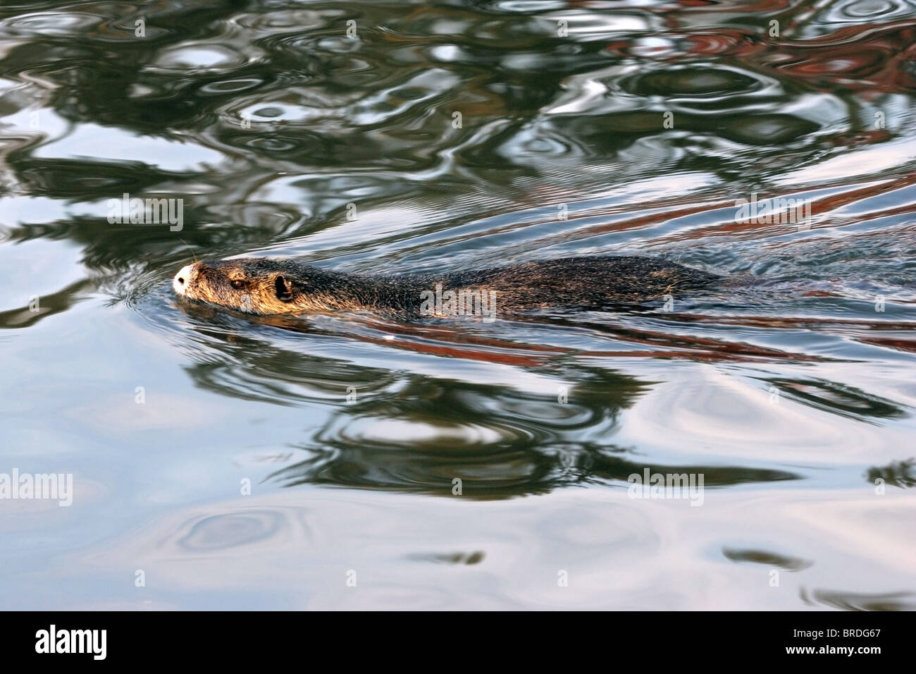 Nutria Schwimmen im örtlichen Park in Eugene, Oregon Stockfotografie ...