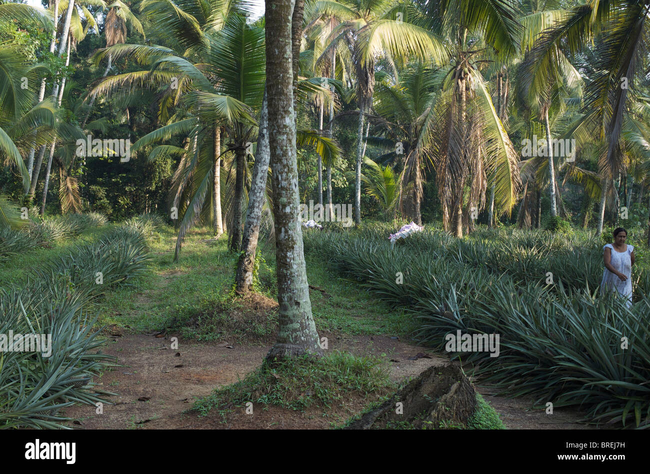 Pineapples sri lanka -Fotos und -Bildmaterial in hoher Auflösung – Alamy