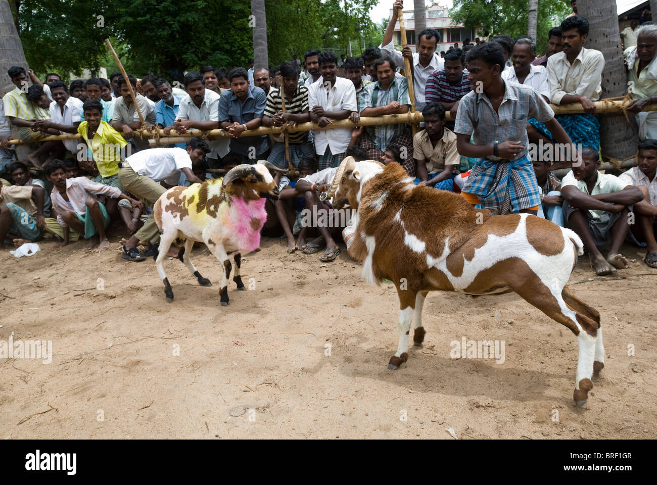 Goat goats fighting -Fotos und -Bildmaterial in hoher Auflösung – Alamy