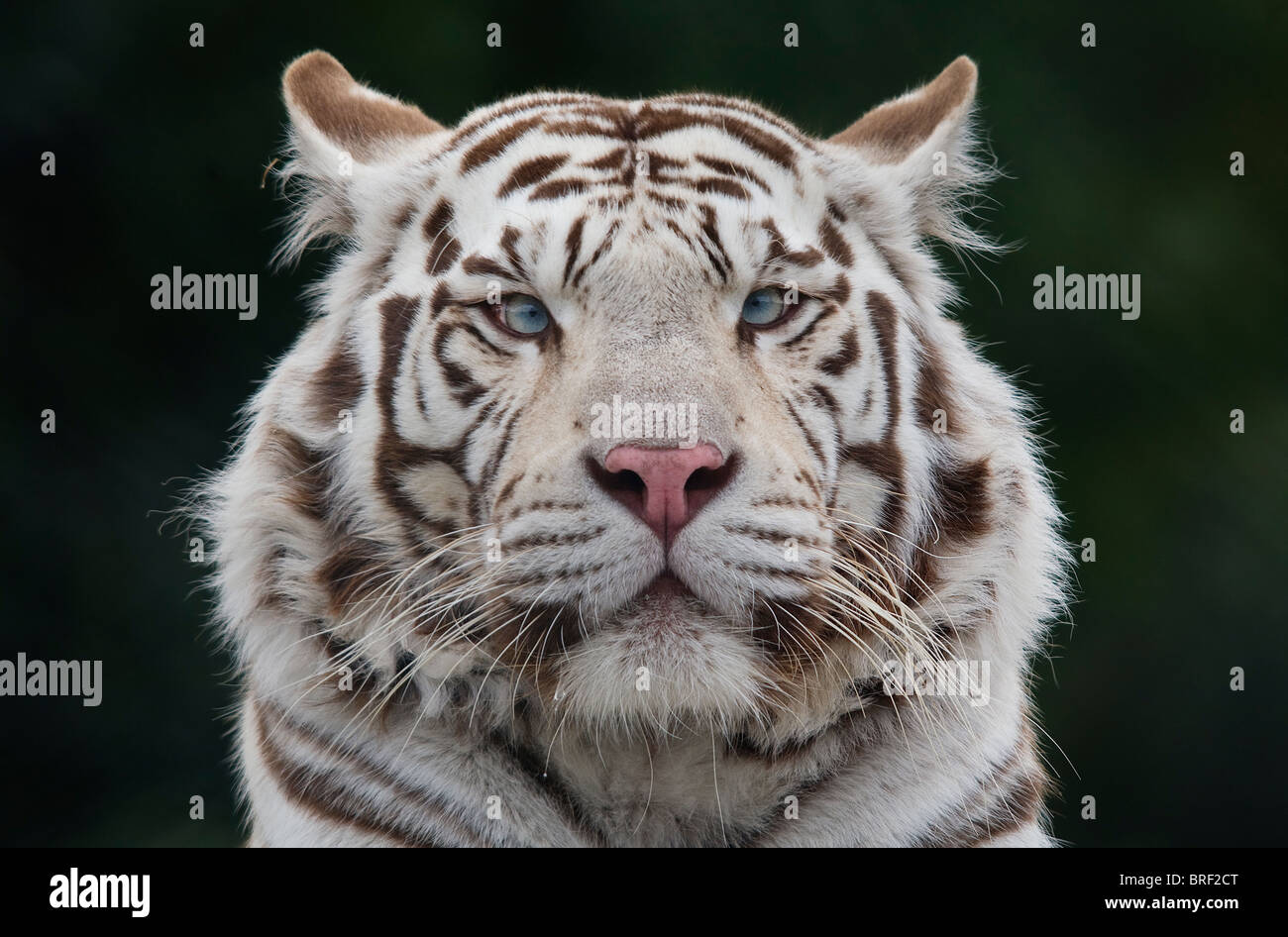 Weisser bengal tiger -Fotos und -Bildmaterial in hoher Auflösung – Alamy