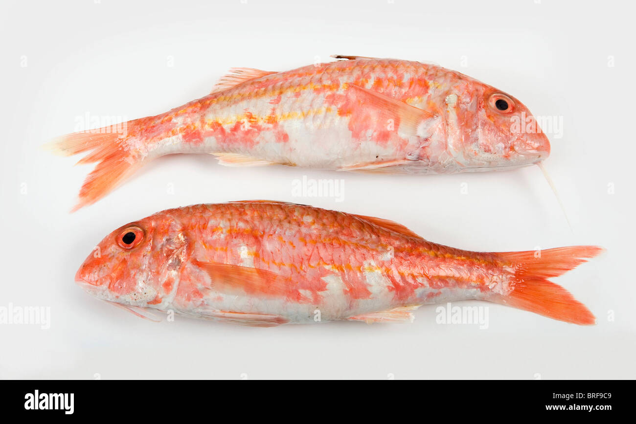 Zwei ganze Rotbarbe Fische auf weißem Hintergrund, Nahaufnahme ...