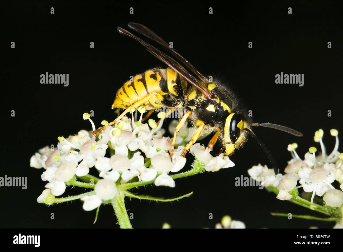 German fauna -Fotos und -Bildmaterial in hoher Auflösung – Alamy