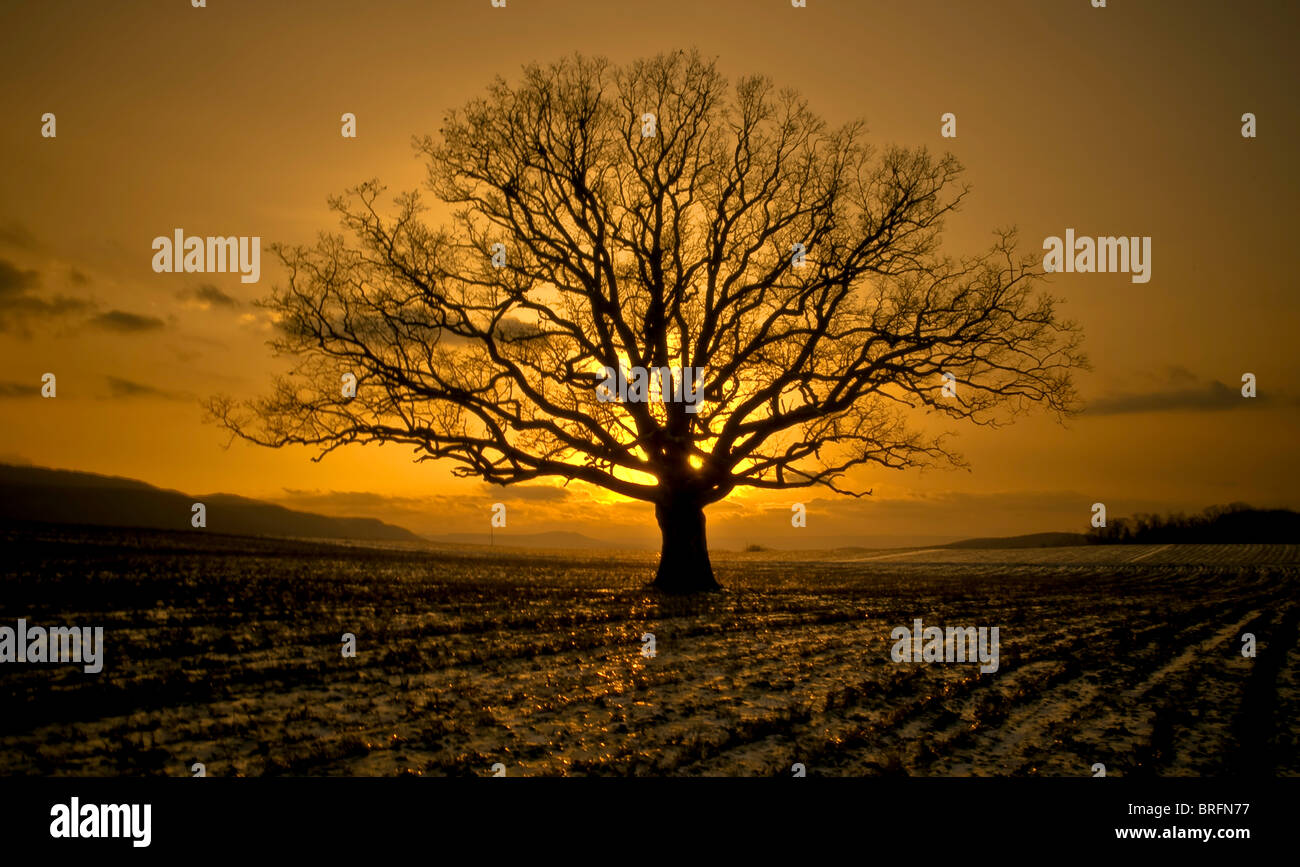 Oaken tree -Fotos und -Bildmaterial in hoher Auflösung – Alamy