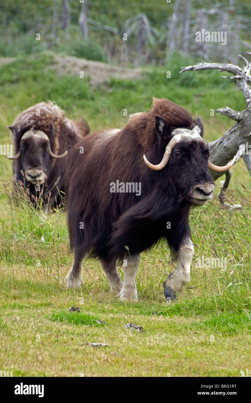 Alaska moschusochse -Fotos und -Bildmaterial in hoher Auflösung – Alamy