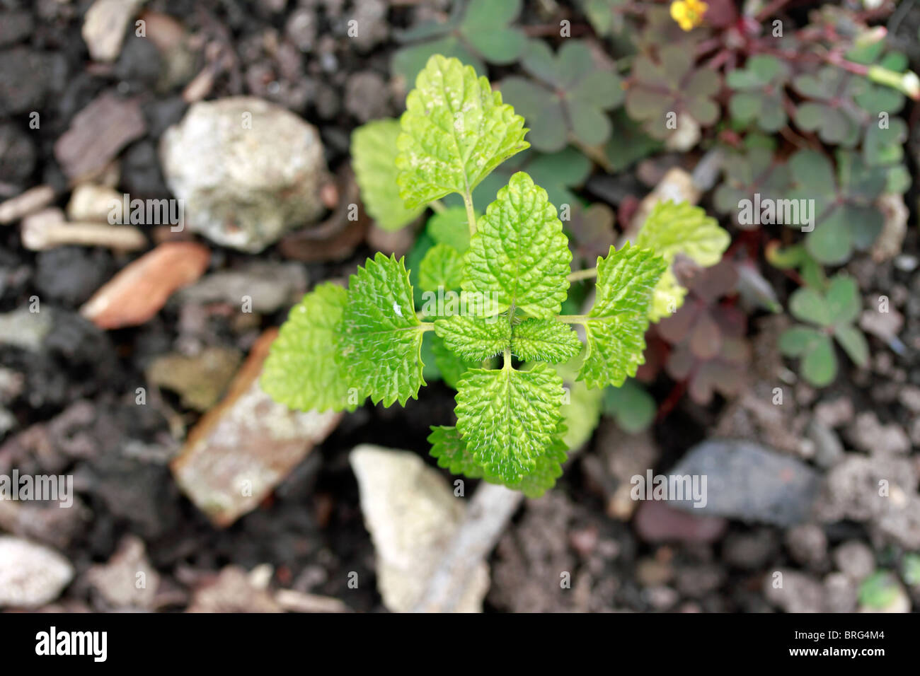 Rosaceae subfamily -Fotos und -Bildmaterial in hoher Auflösung – Alamy