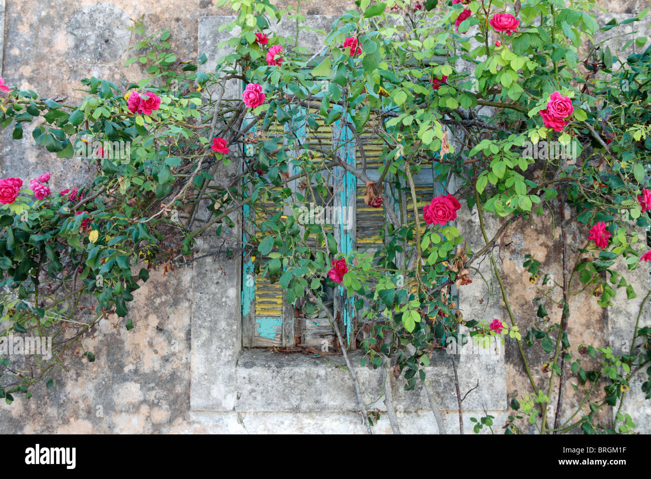Verfallene rosen -Fotos und -Bildmaterial in hoher Auflösung – Alamy