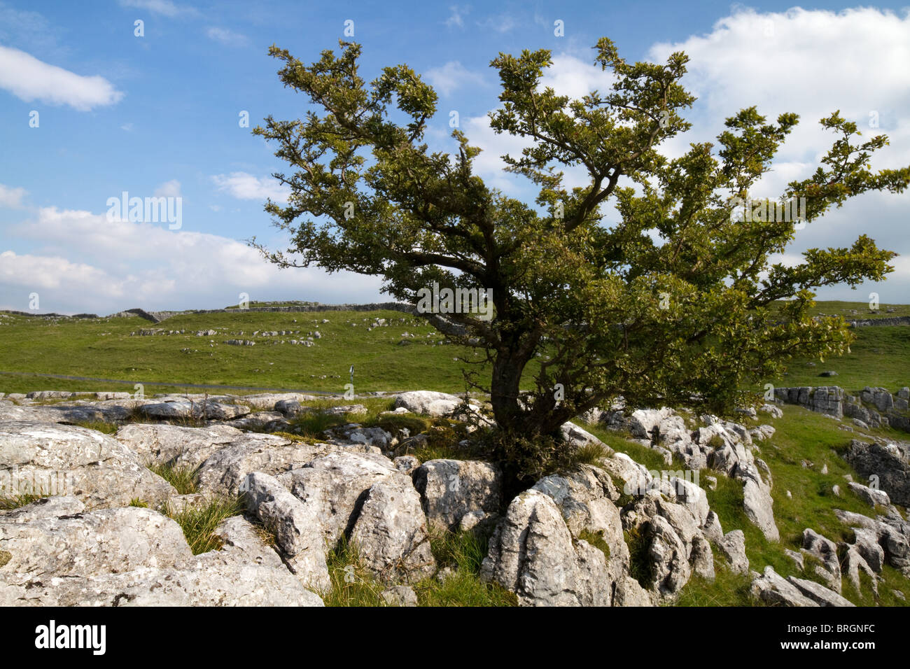 Kalkstein pflaster landschaft -Fotos und -Bildmaterial in hoher ...