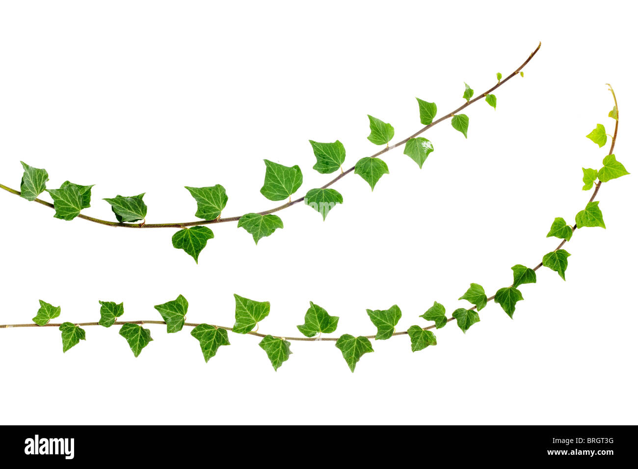 Efeu freigestellt -Fotos und -Bildmaterial in hoher Auflösung – Alamy