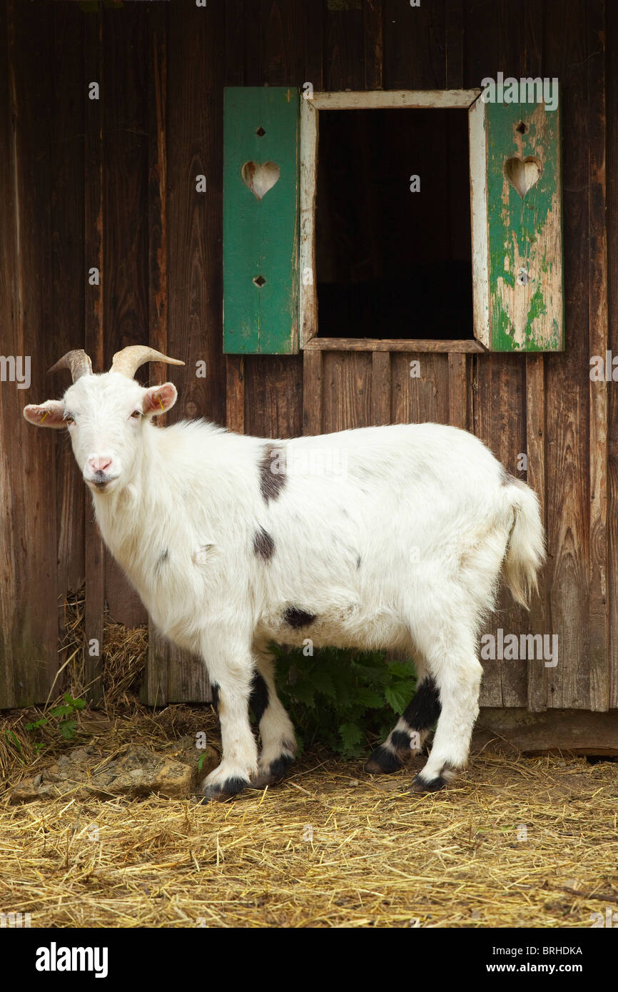 Eine ziege im profil -Fotos und -Bildmaterial in hoher Auflösung – Alamy