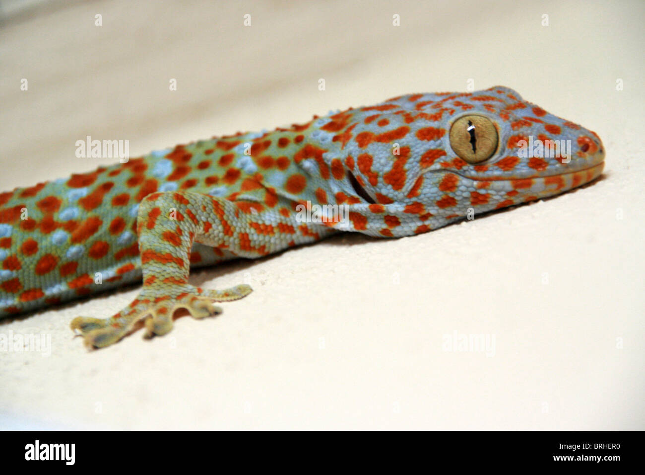 Tokay gecko gekko gecko in -Fotos und -Bildmaterial in hoher Auflösung ...