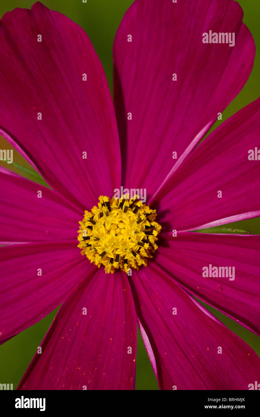 Strahlende blume -Fotos und -Bildmaterial in hoher Auflösung – Alamy