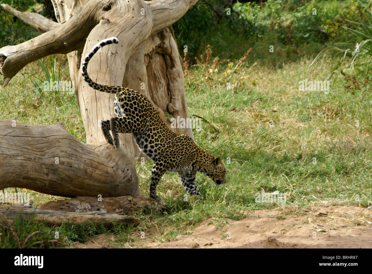 Springender leopard -Fotos und -Bildmaterial in hoher Auflösung – Alamy