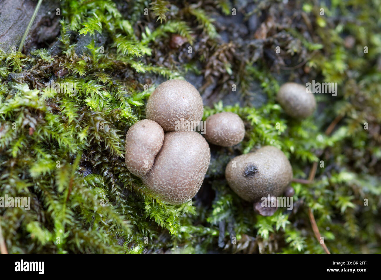Nahaufnahme der Pilz wachsen im freien Wildpflanze im Herbst ...
