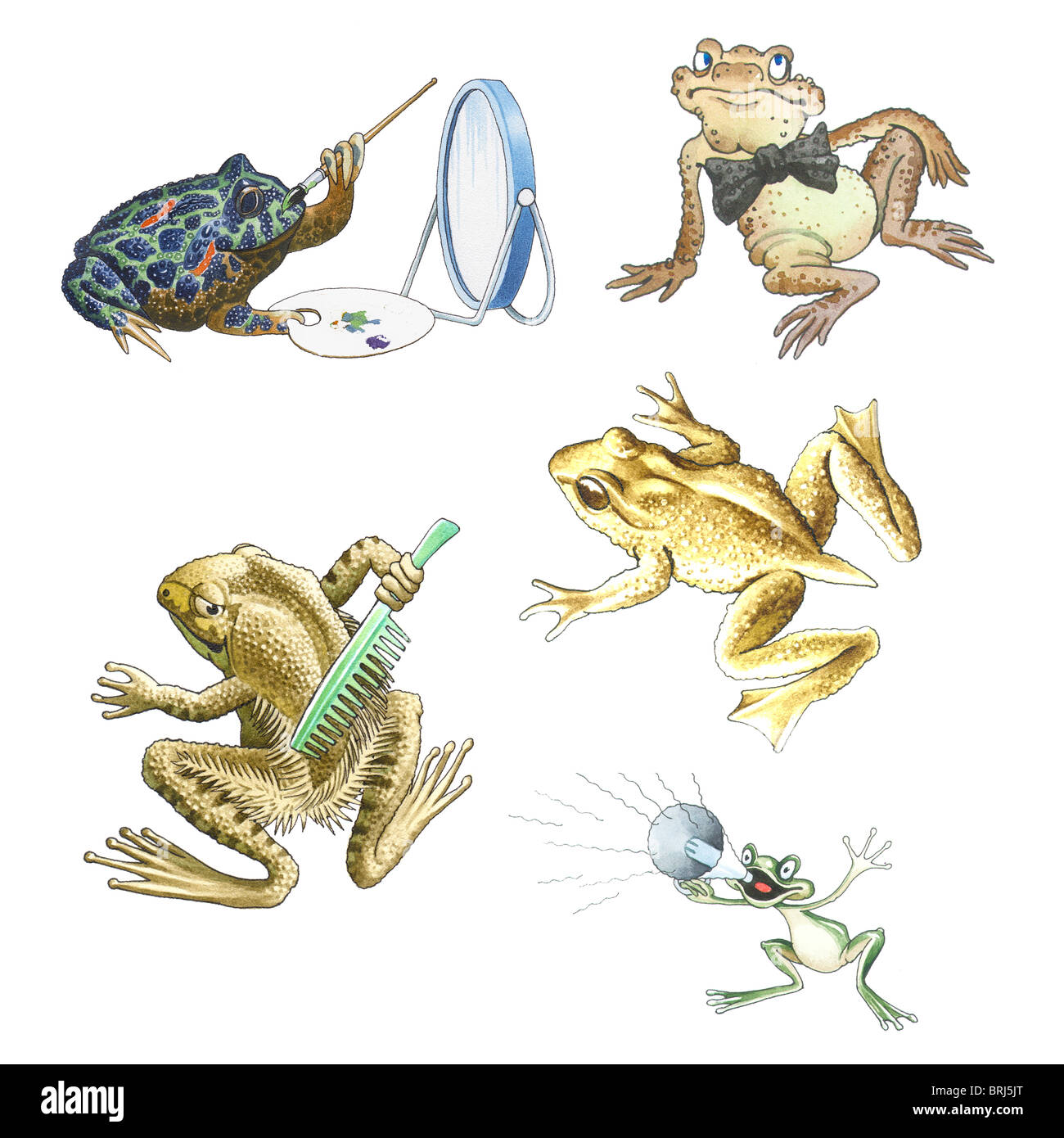 Rain frog south africa -Fotos und -Bildmaterial in hoher Auflösung – Alamy