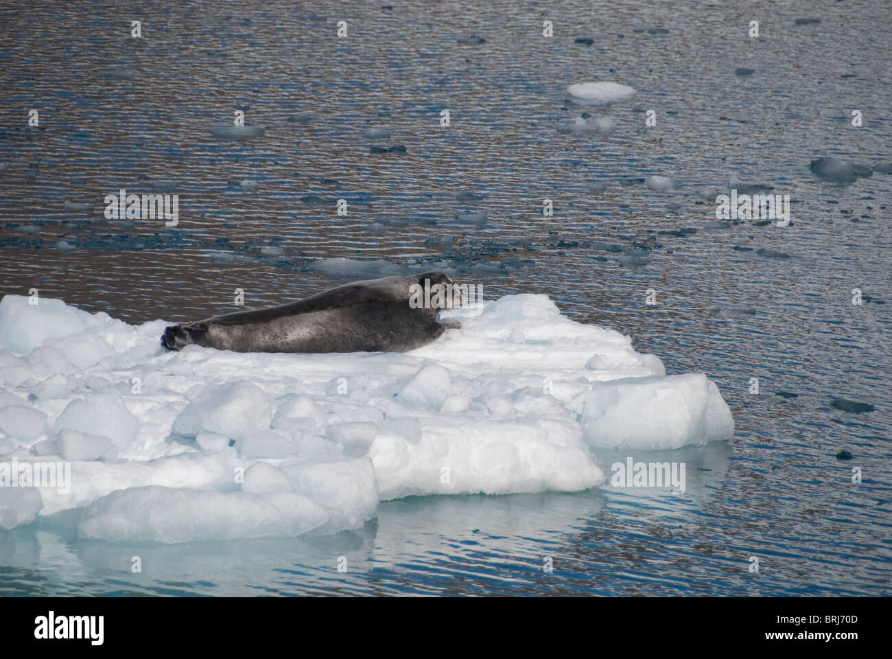 Grönland, Prinz Christian Sund (aka Prins Christian Sund). Einsamer ...