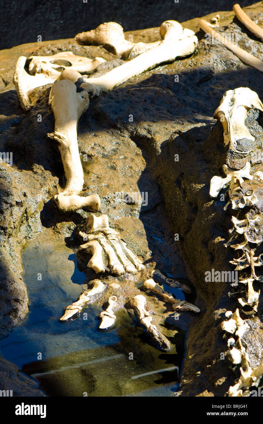 Dinosaur bones -Fotos und -Bildmaterial in hoher Auflösung – Alamy