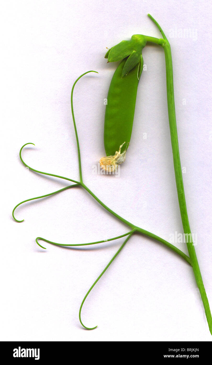 Weinreben ranken -Fotos und -Bildmaterial in hoher Auflösung – Alamy